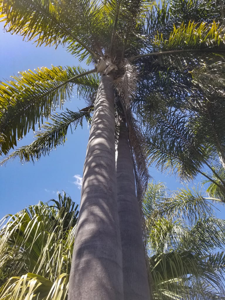 Syagrus romanzoffiana — Queen Palm — @ Sea Crest Nursery