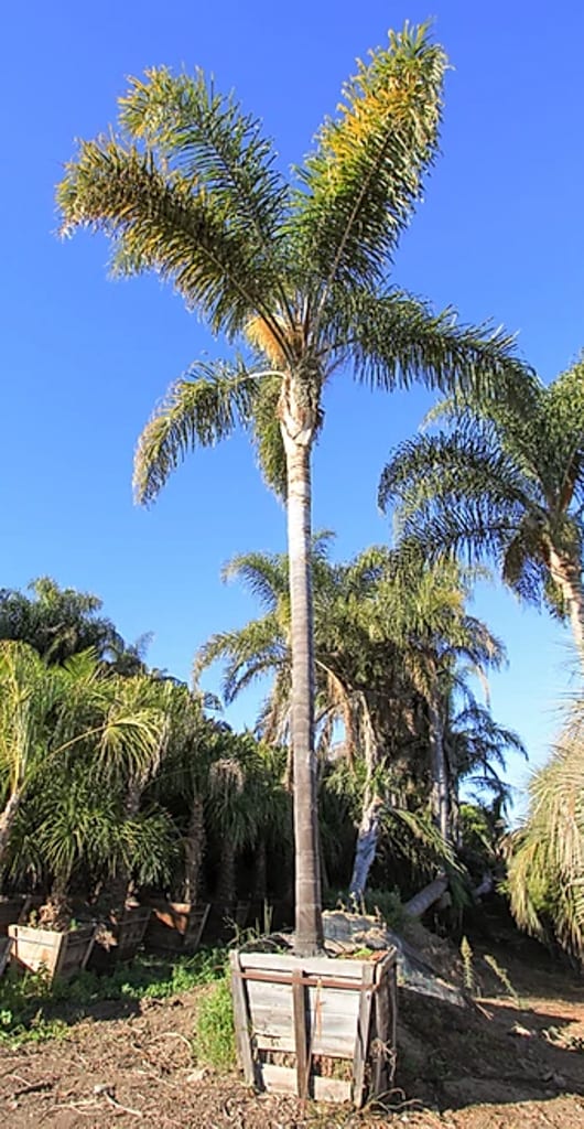 Syagrus romanzoffiana — Queen Palm — @ Sea Crest Nursery