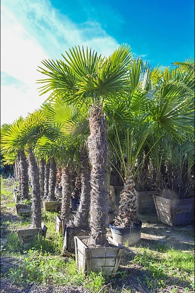 Trachycarpus fortunei — Chusan, Windmill, Chinese Windmill Palm — @ Sea ...