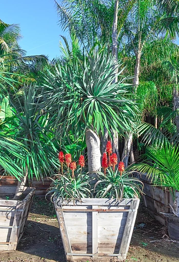 Dracaena draco — Dragon Tree, Drago — @ Sea Crest Nursery