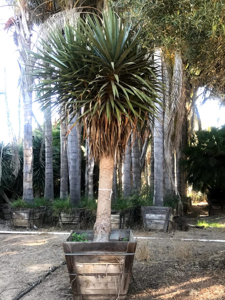 Dracaena draco — Dragon Tree, Drago — @ Sea Crest Nursery