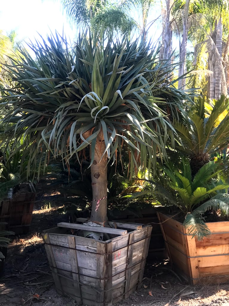 Dracaena draco — Dragon Tree, Drago — @ Sea Crest Nursery