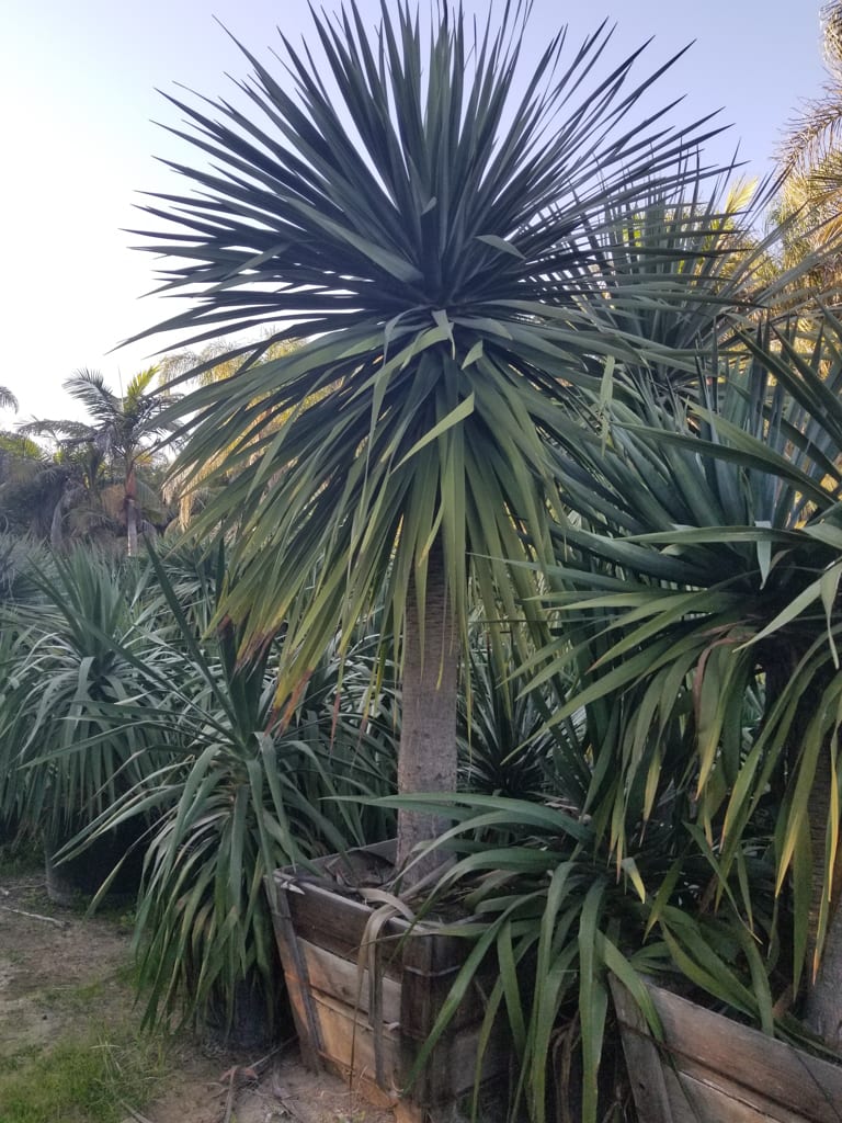 Dracaena draco — Dragon Tree, Drago — @ Sea Crest Nursery