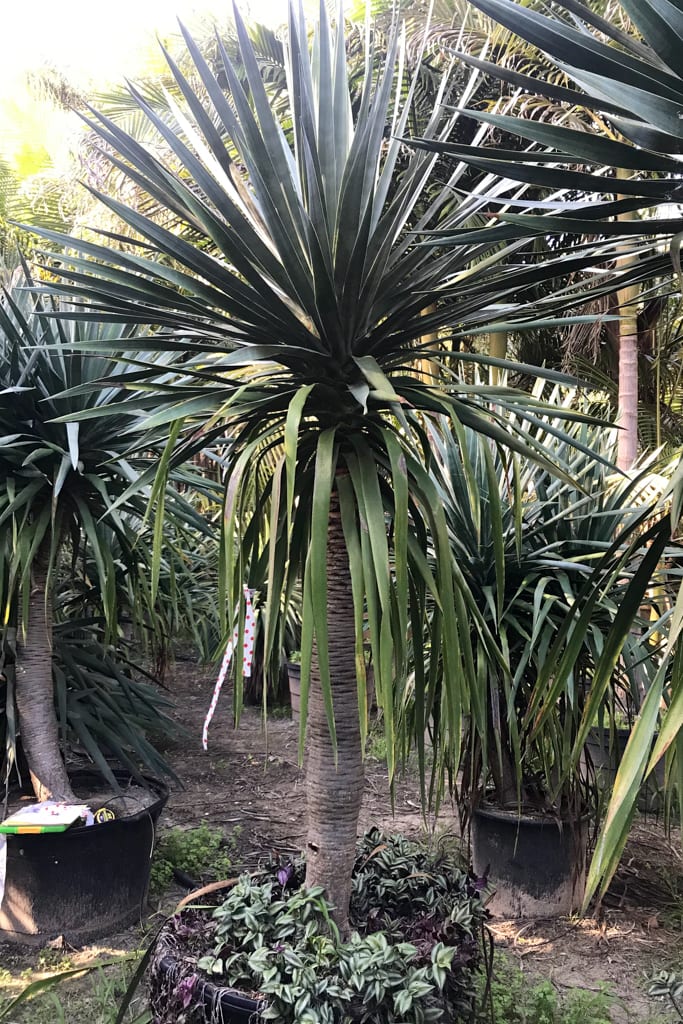 Dracaena draco — Dragon Tree, Drago — @ Sea Crest Nursery