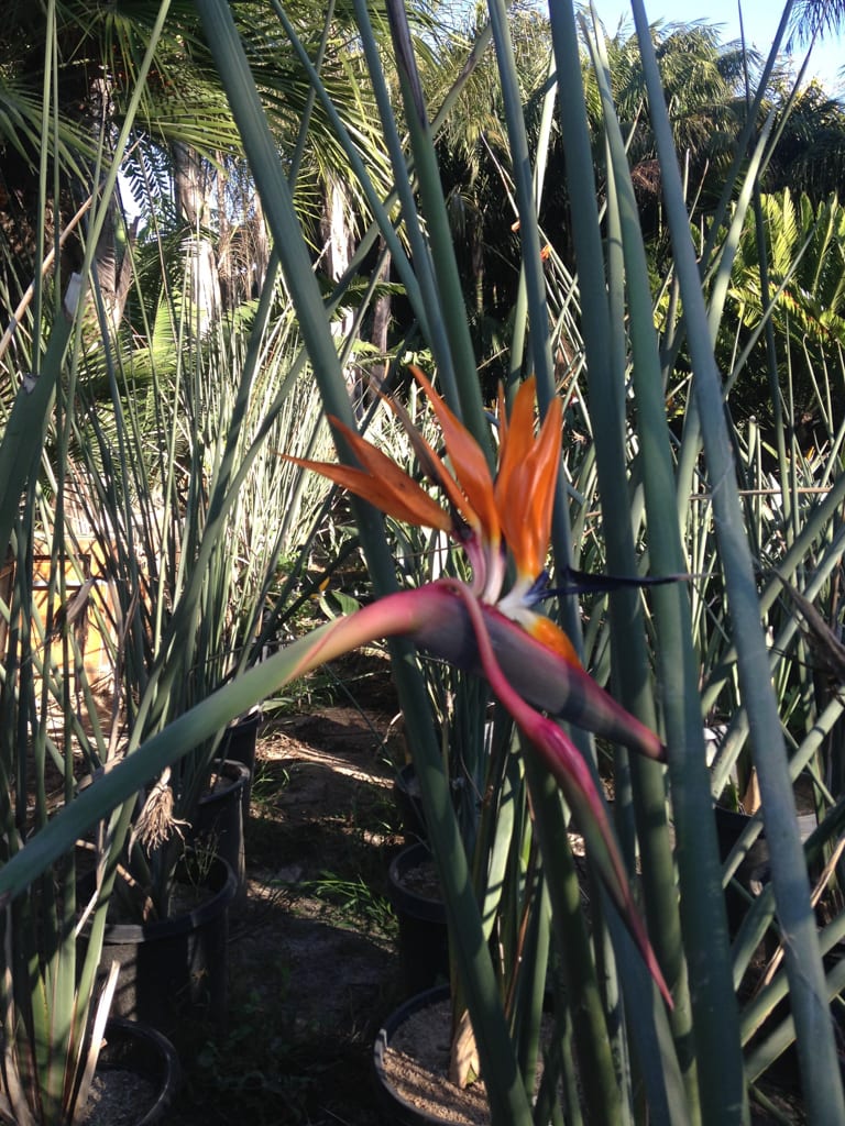 Strelitzia juncea — Leafless Bird of Paradise — Tropical Plants