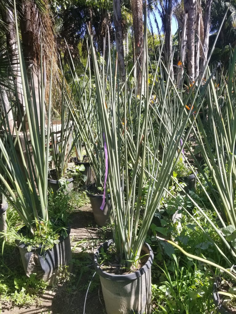 Strelitzia juncea — Leafless Bird of Paradise — Tropical Plants