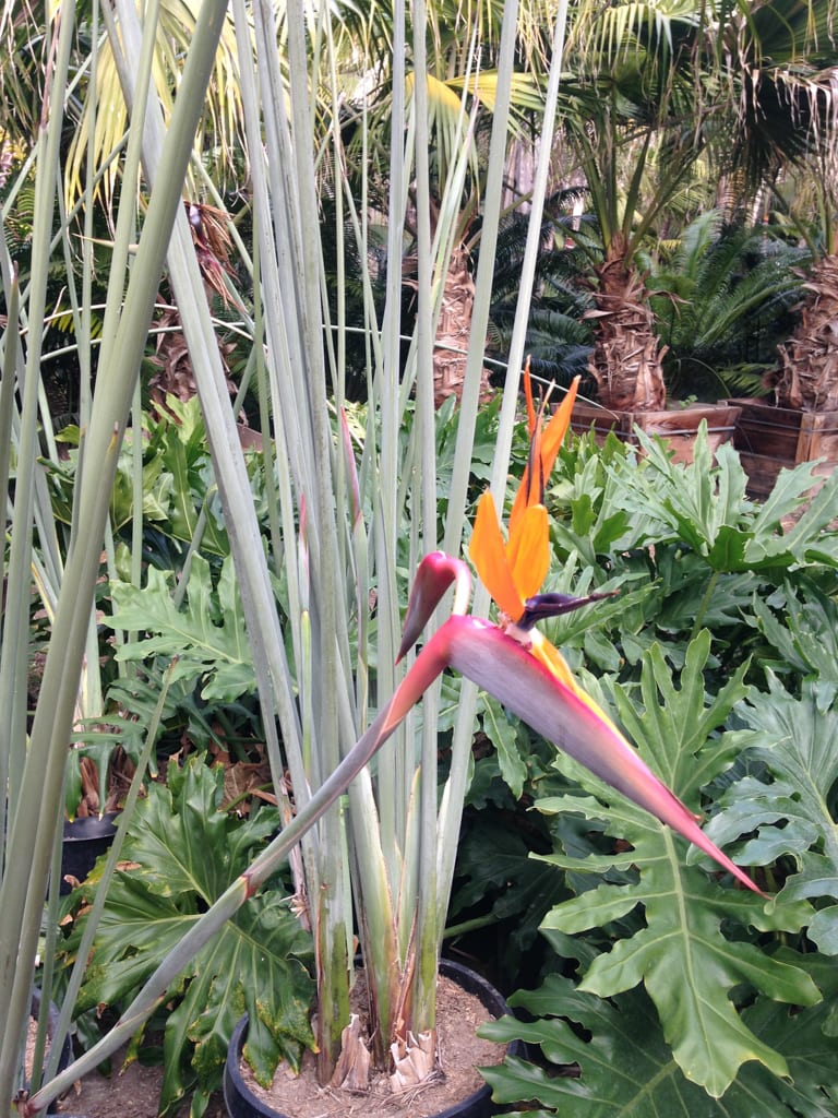 Strelitzia juncea — Leafless Bird of Paradise — Tropical Plants