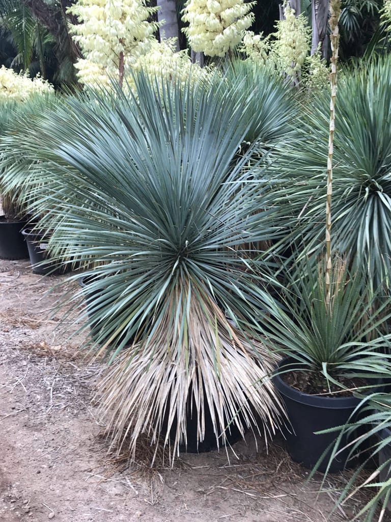 Yucca rostrata var. Blue Dot — Beaked Yucca — @ Sea Crest Nursery