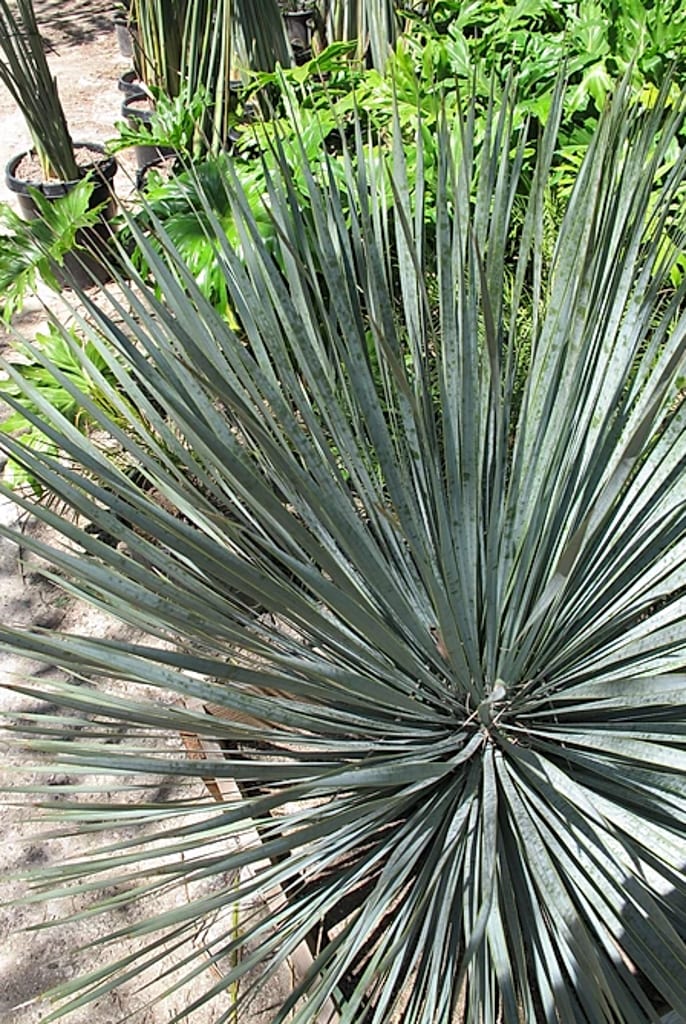 Yucca rostrata var. Blue Dot — Beaked Yucca — @ Sea Crest Nursery