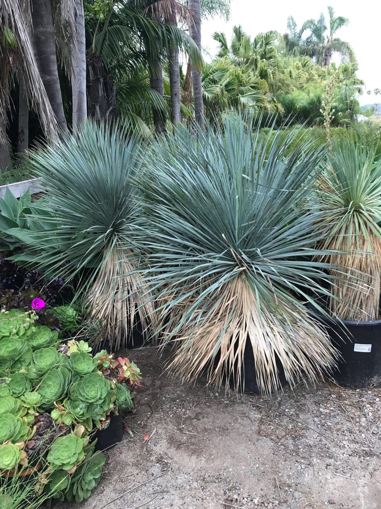 Yucca rostrata var. Blue Dot — Beaked Yucca — @ Sea Crest Nursery