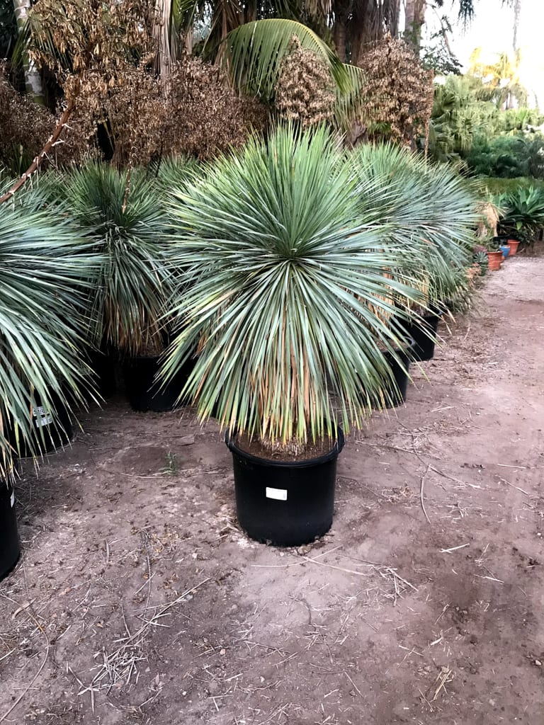 Yucca rostrata var. Blue Dot — Beaked Yucca — @ Sea Crest Nursery