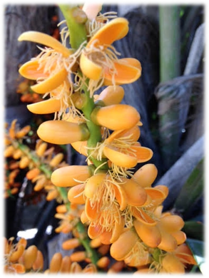 Arenga engleri — Formosa Palm — @ Sea Crest Nursery