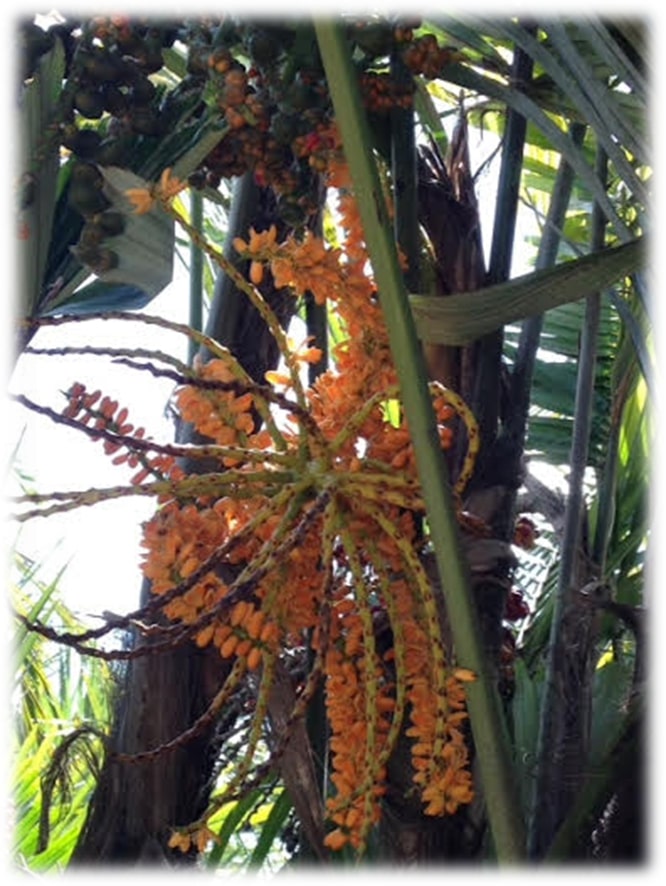 Arenga engleri — Formosa Palm — @ Sea Crest Nursery