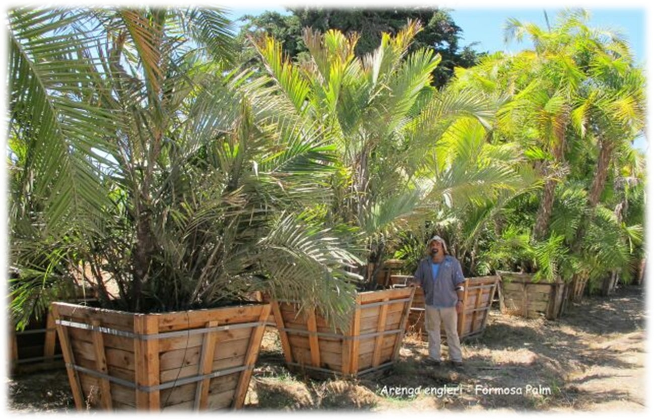 Arenga engleri — Formosa Palm — @ Sea Crest Nursery