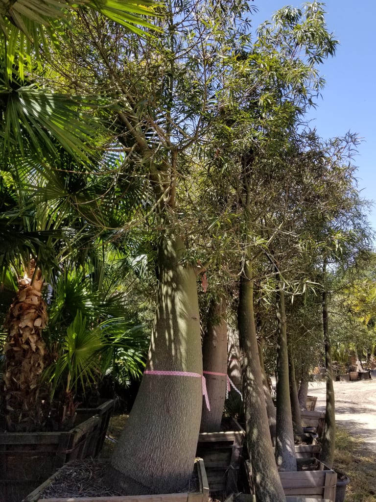 Brachychiton rupestris — Queensland bottle tree — Tropical Plants
