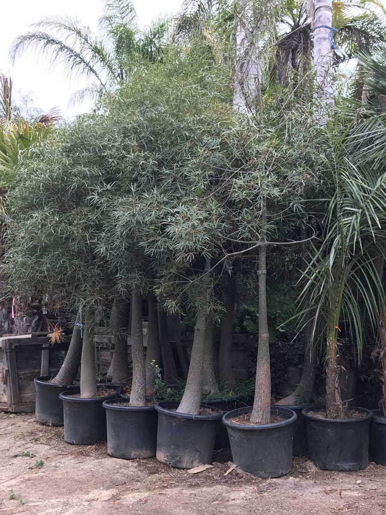 Brachychiton rupestris — Queensland bottle tree — Tropical Plants