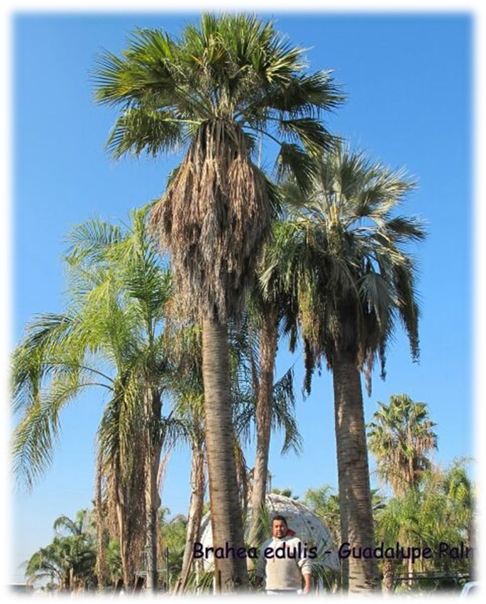 Brahea edulis — Guadalupe Palm — Palm Trees