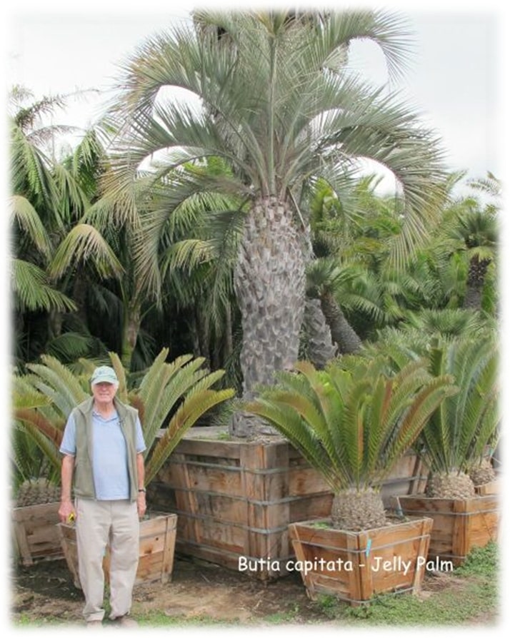 Butia capitata, Butia odorata — Jelly Palm, Pindo Palm — Palm Trees