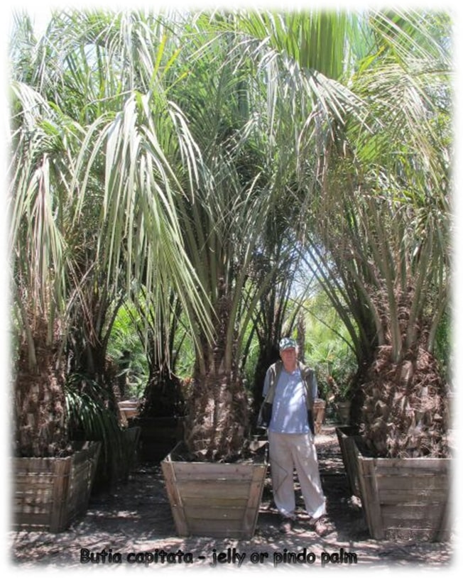 Butia capitata, Butia odorata — Jelly Palm, Pindo Palm — Palm Trees