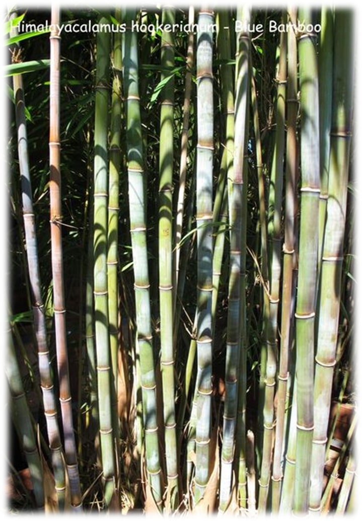 Himalayacalamus hookerianus — Blue Bamboo — Tropical Plants