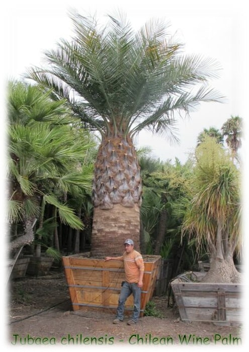 Jubaea chilensis — Chilean Wine Palm — @ Sea Crest Nursery