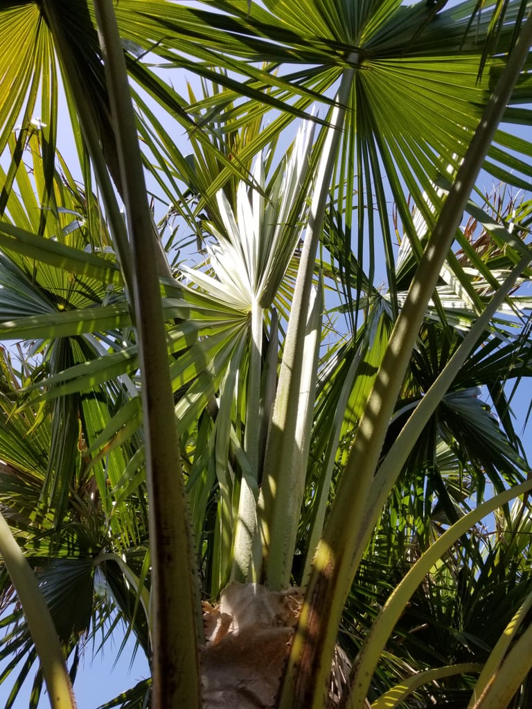 Livistona australis — Cabbage Tree Palm — @ Sea Crest Nursery