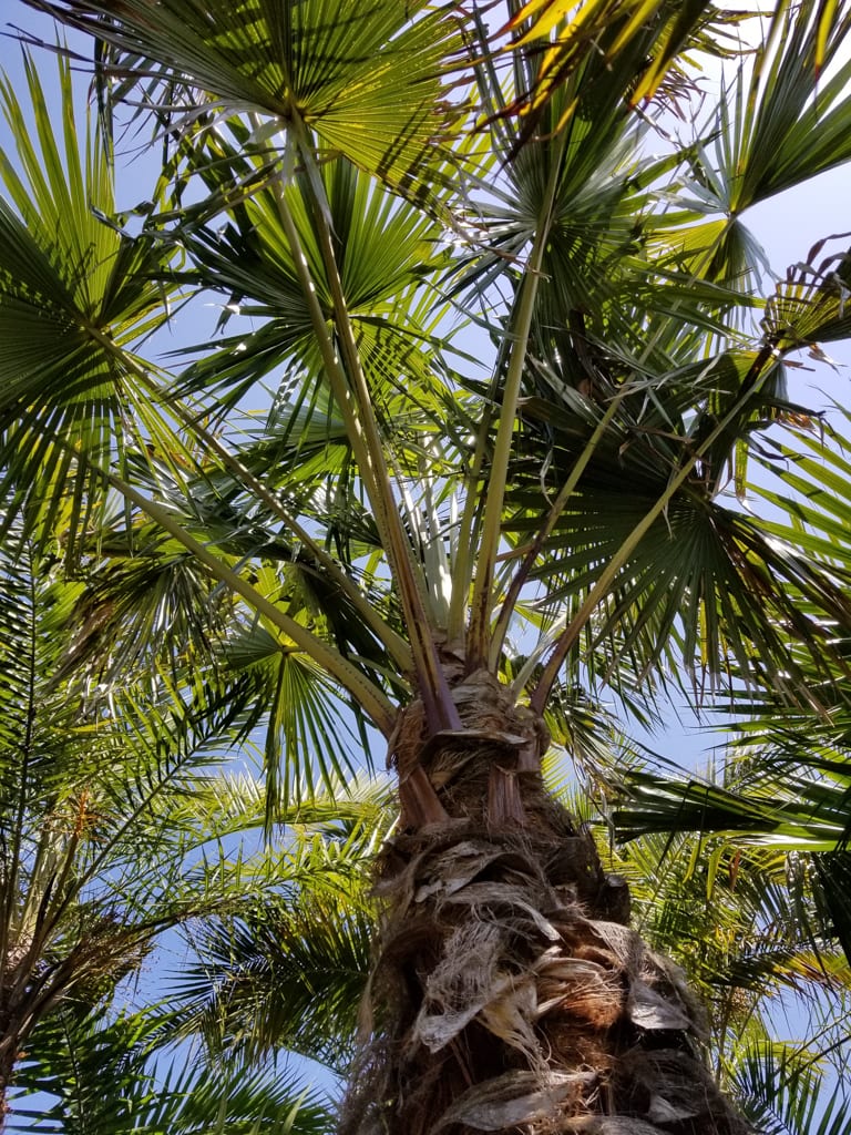 Livistona australis — Cabbage Tree Palm — @ Sea Crest Nursery