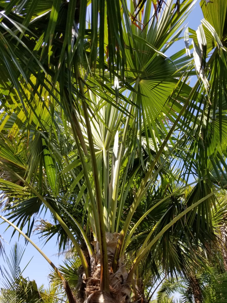 Livistona australis — Cabbage Tree Palm — @ Sea Crest Nursery
