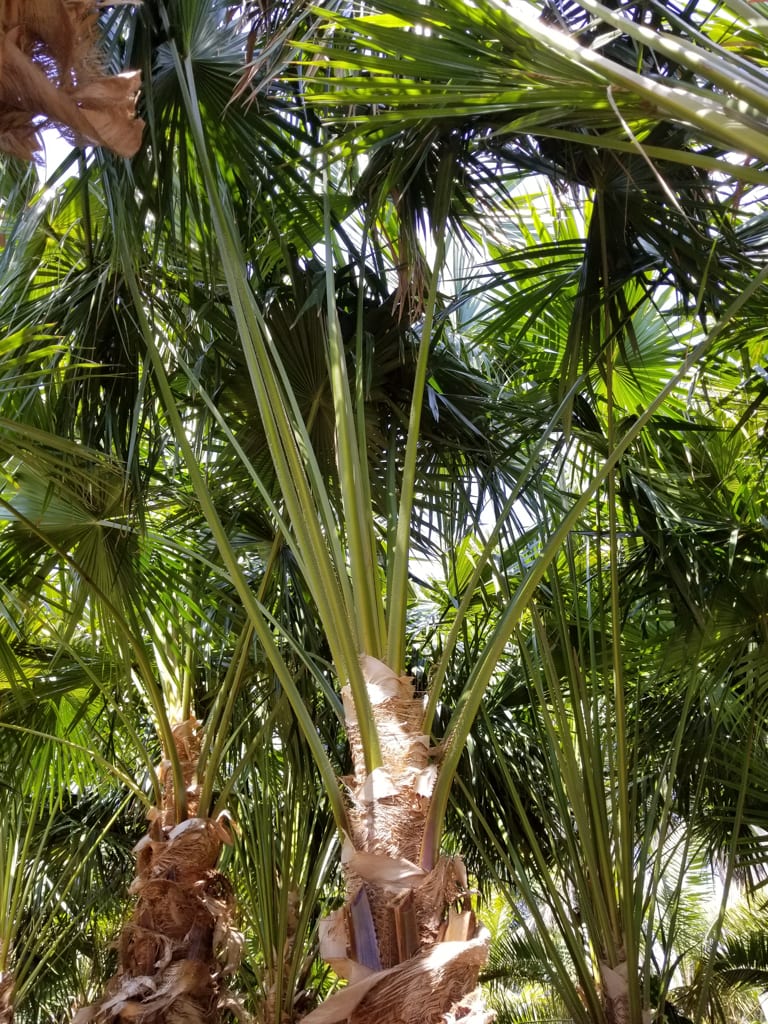 Livistona saribus — Taraw Palm — @ Sea Crest Nursery