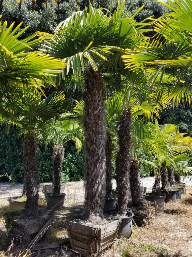 Trachycarpus fortunei var. Wagnerianus — Chusan, Windmill, Chinese ...