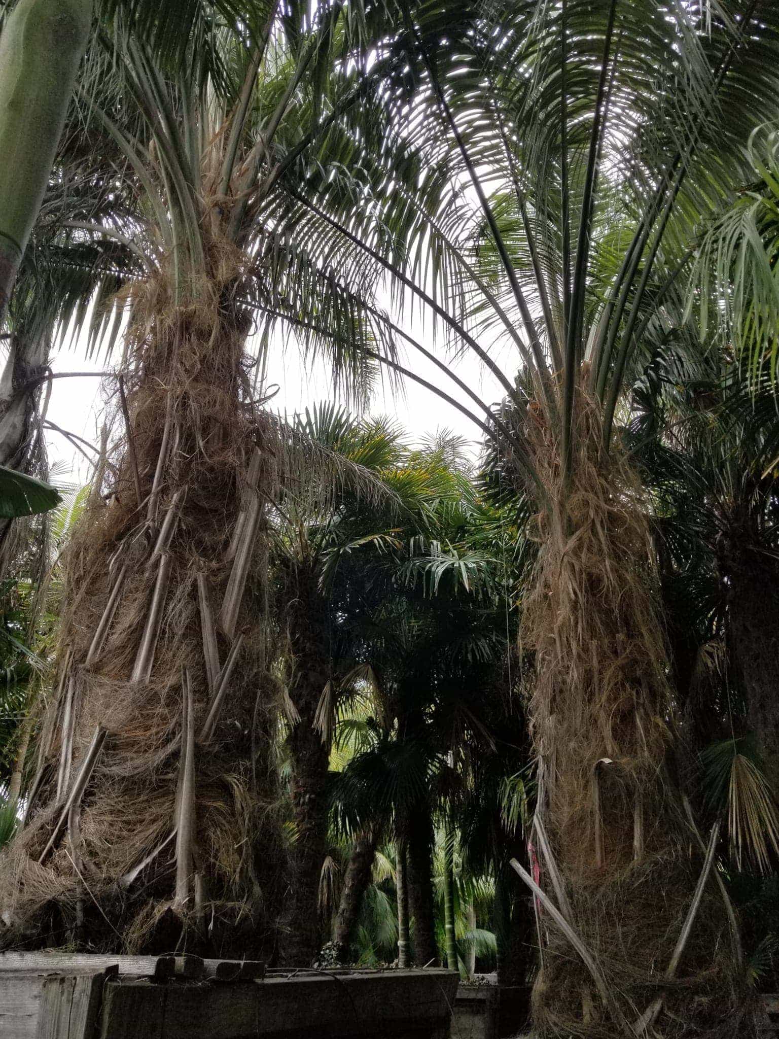 Parajubaea torallyi — Bolivian Mountain Palm — @ Sea Crest Nursery