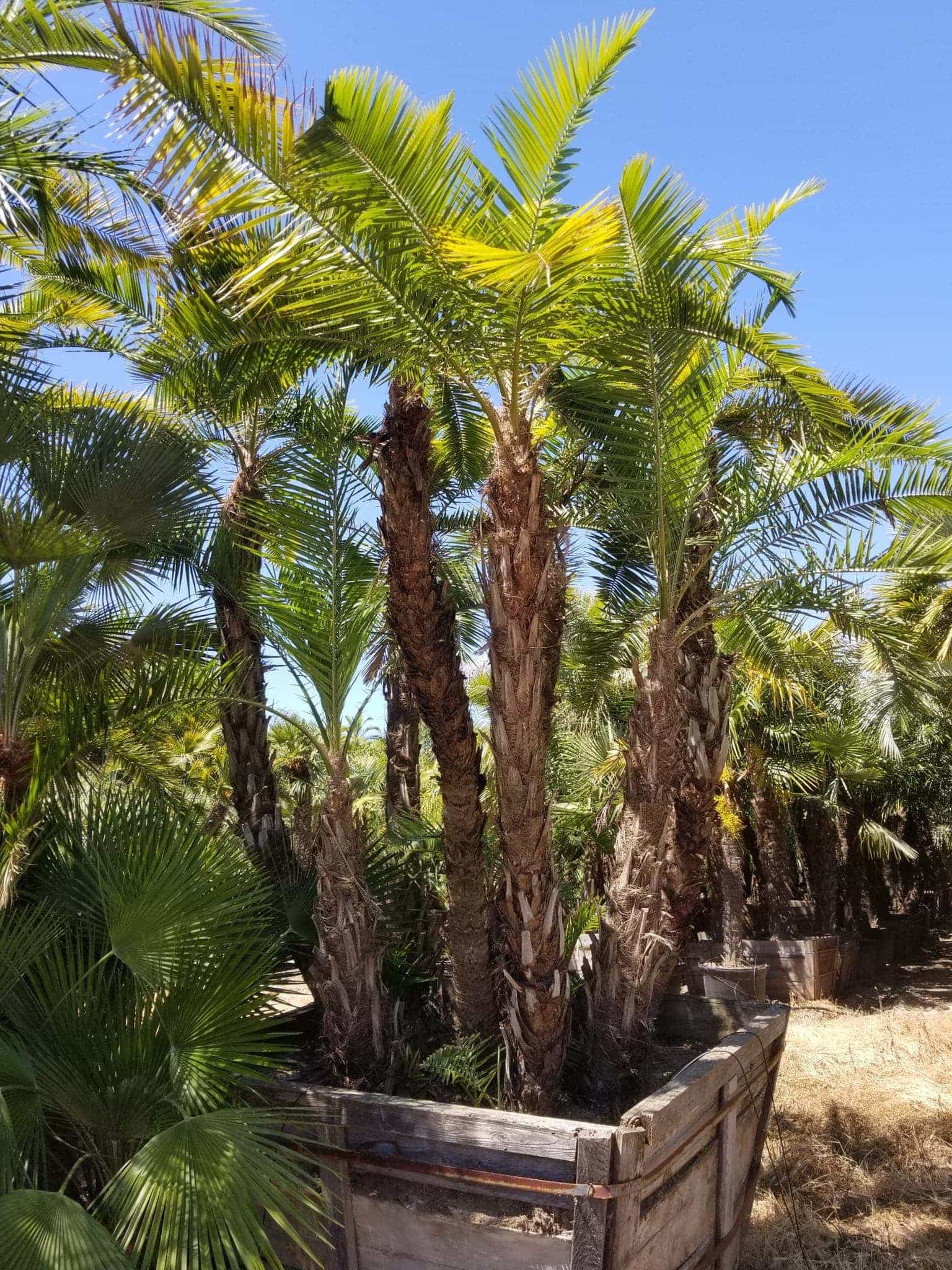 Phoenix reclinata — Senegal Date Palm — Palm Trees