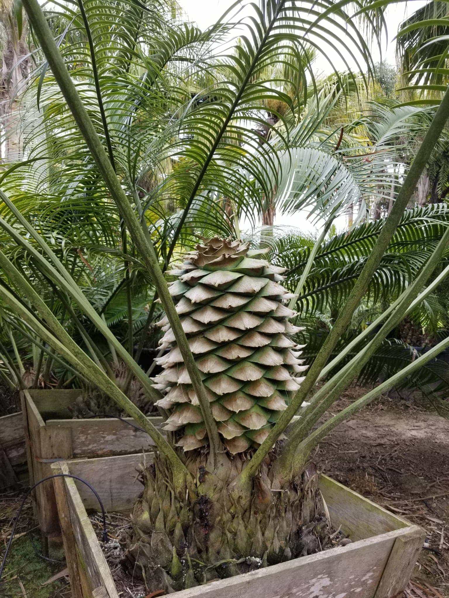 Lepidozamia peroffskyana — Burrawang Palm — @ Sea Crest Nursery