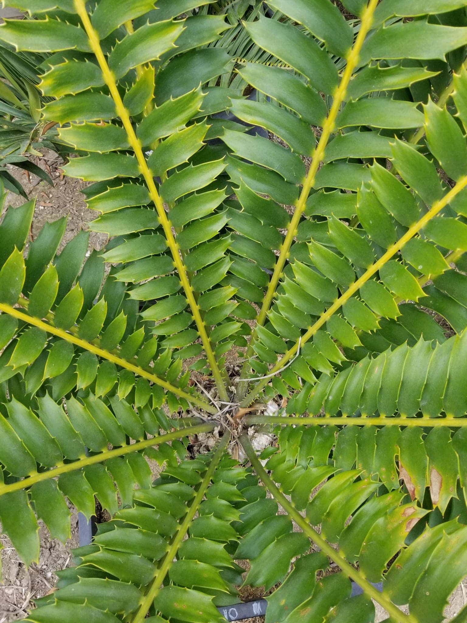 Encephalartos ferox — Maputaland Cycad — Cycads