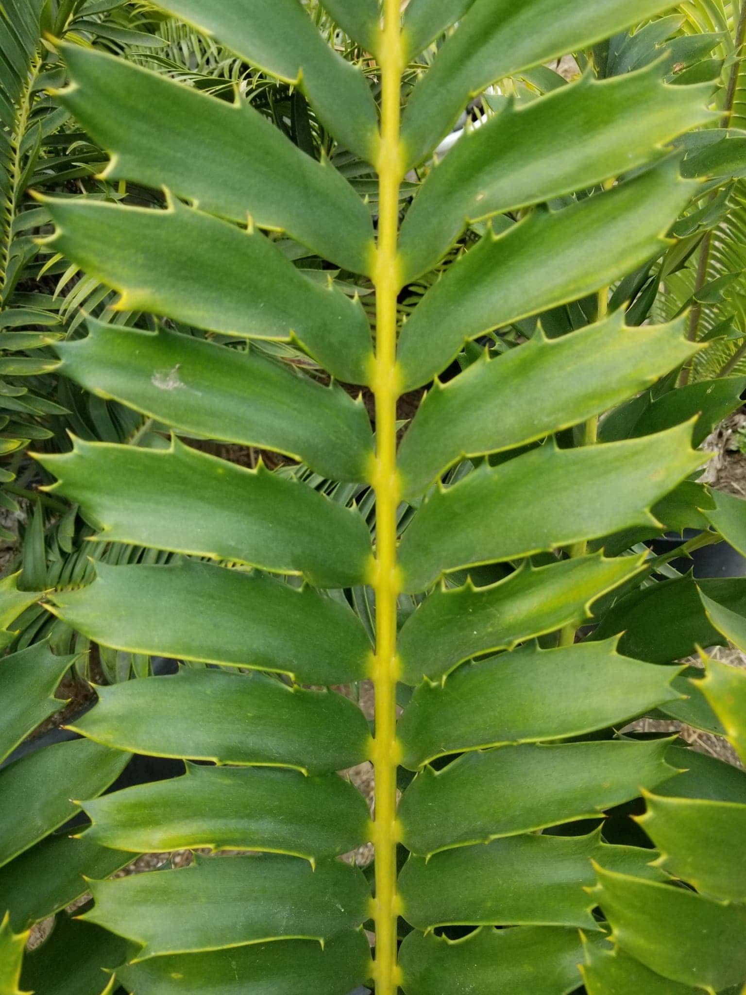 Encephalartos ferox — Maputaland Cycad — Cycads