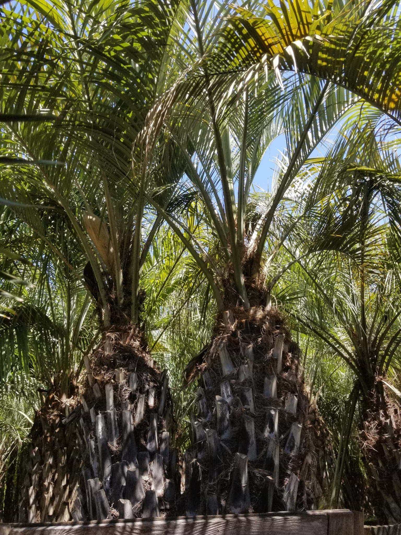 Butia capitata, Butia odorata — Jelly Palm, Pindo Palm — Palm Trees