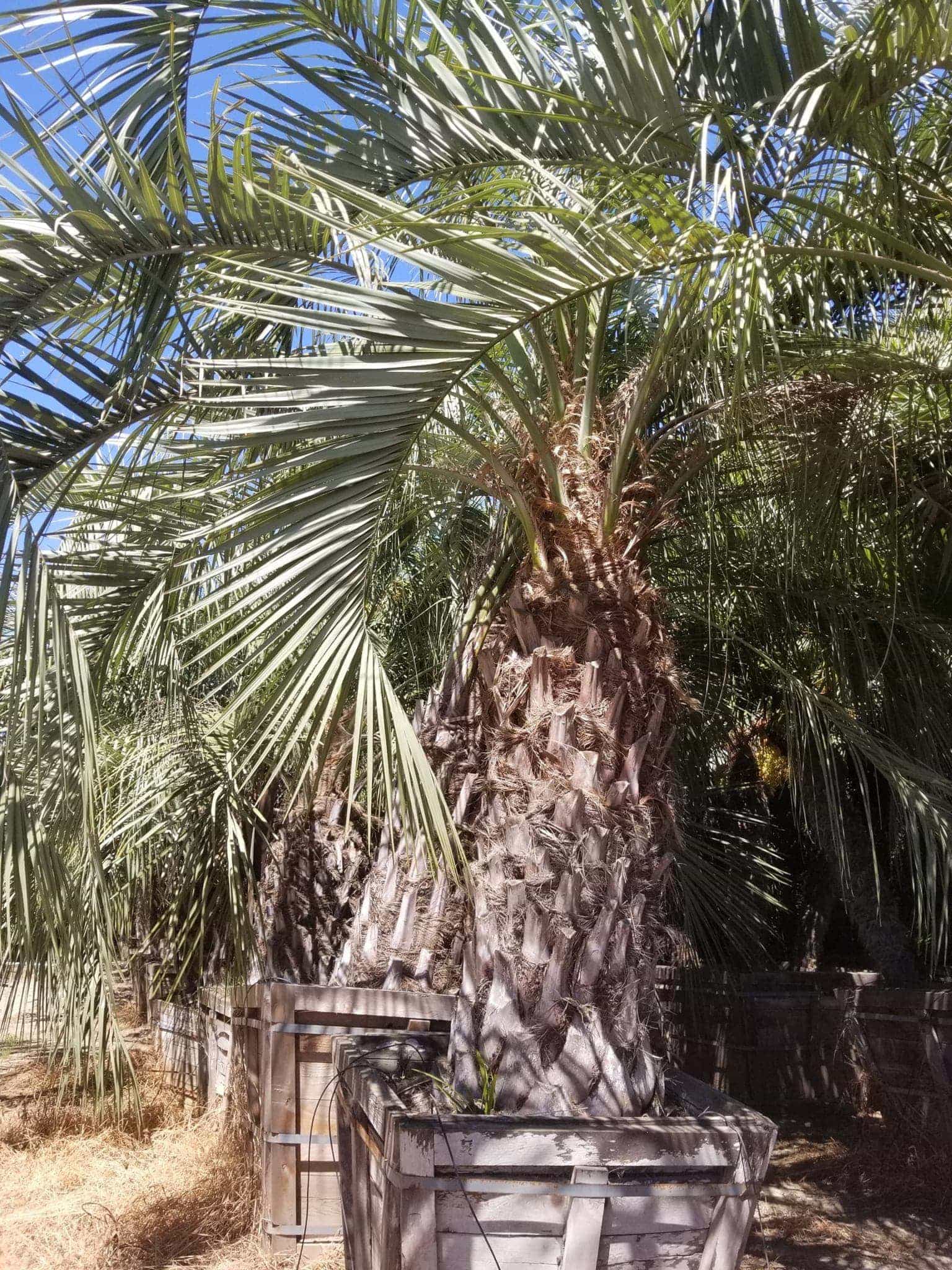 Butia capitata, Butia odorata — Jelly Palm, Pindo Palm — Palm Trees