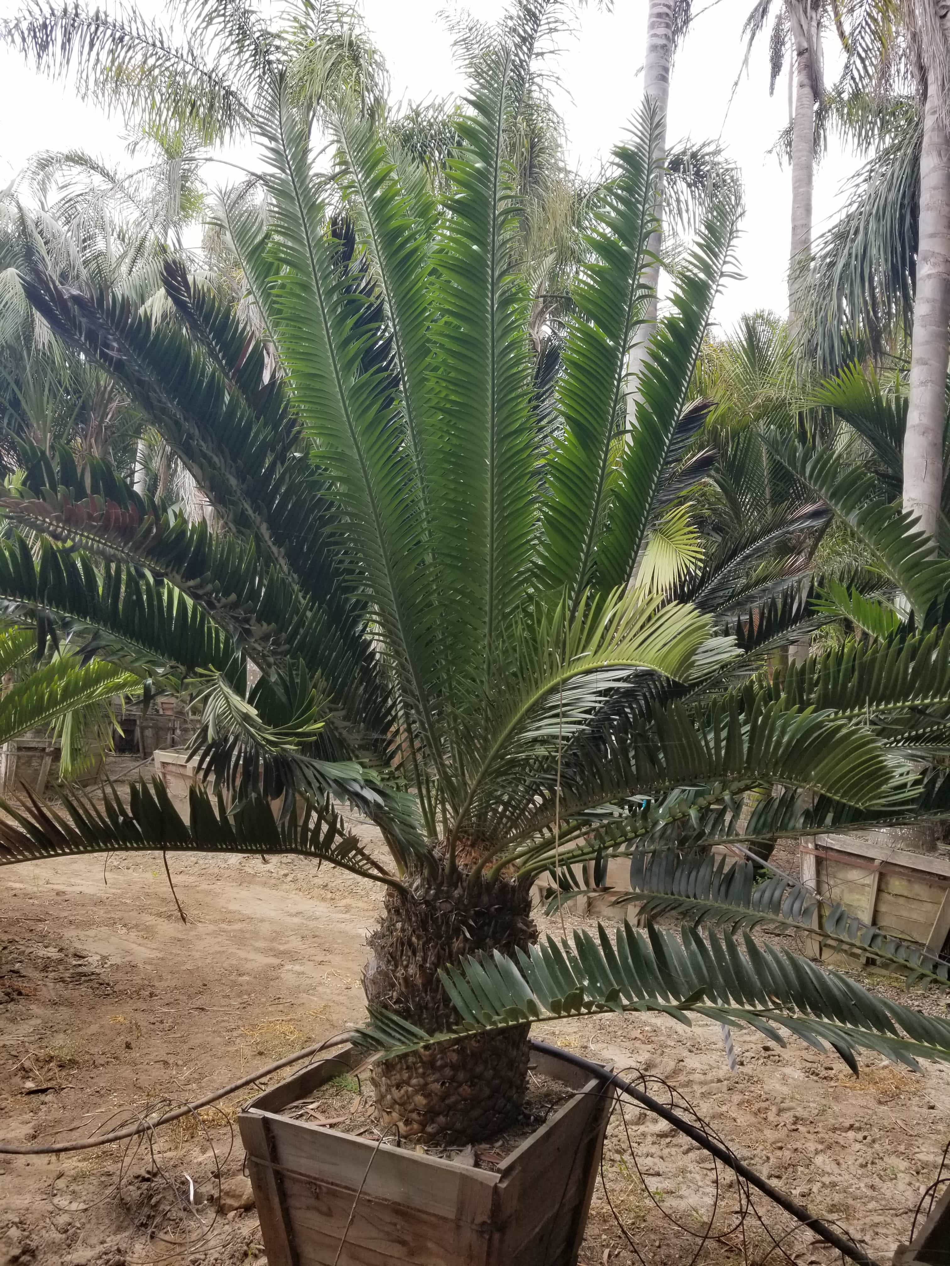 Encephalartos natalensis (vryheid) — Giant Cycad — @SeaCrestNursery
