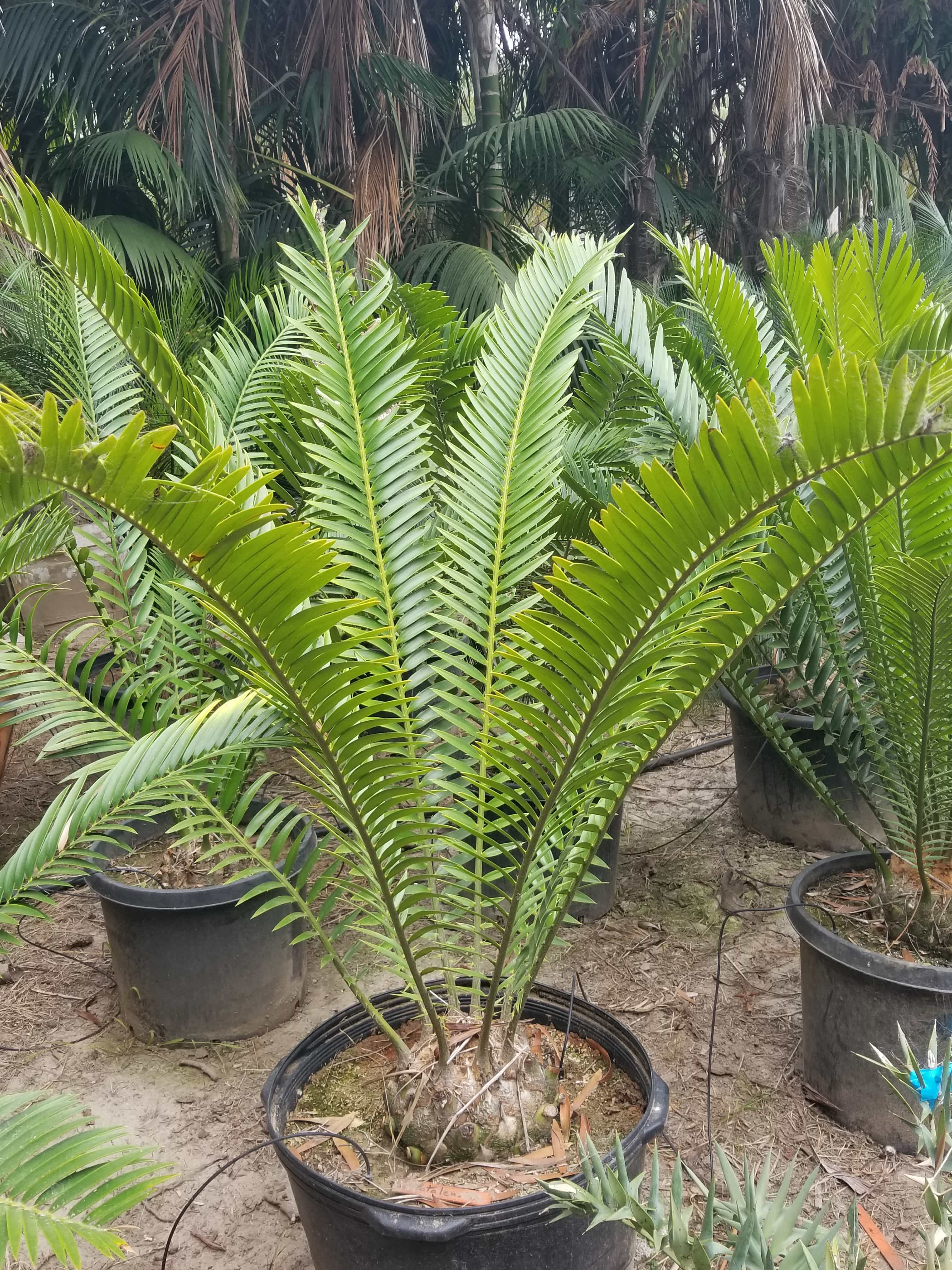 Encephalartos natalensis (vryheid) — Giant Cycad — @SeaCrestNursery