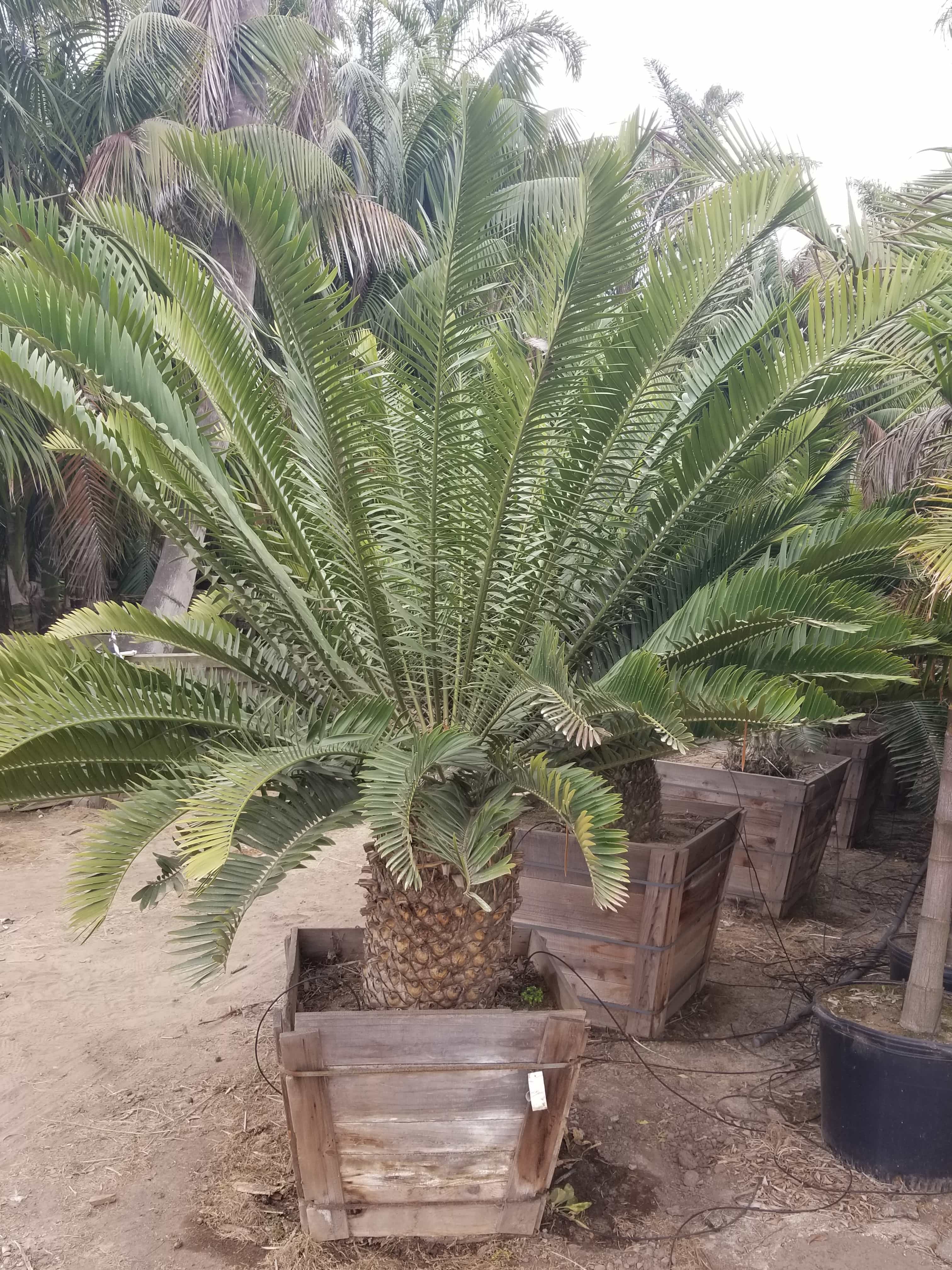 Encephalartos natalensis (vryheid) — Giant Cycad — @SeaCrestNursery