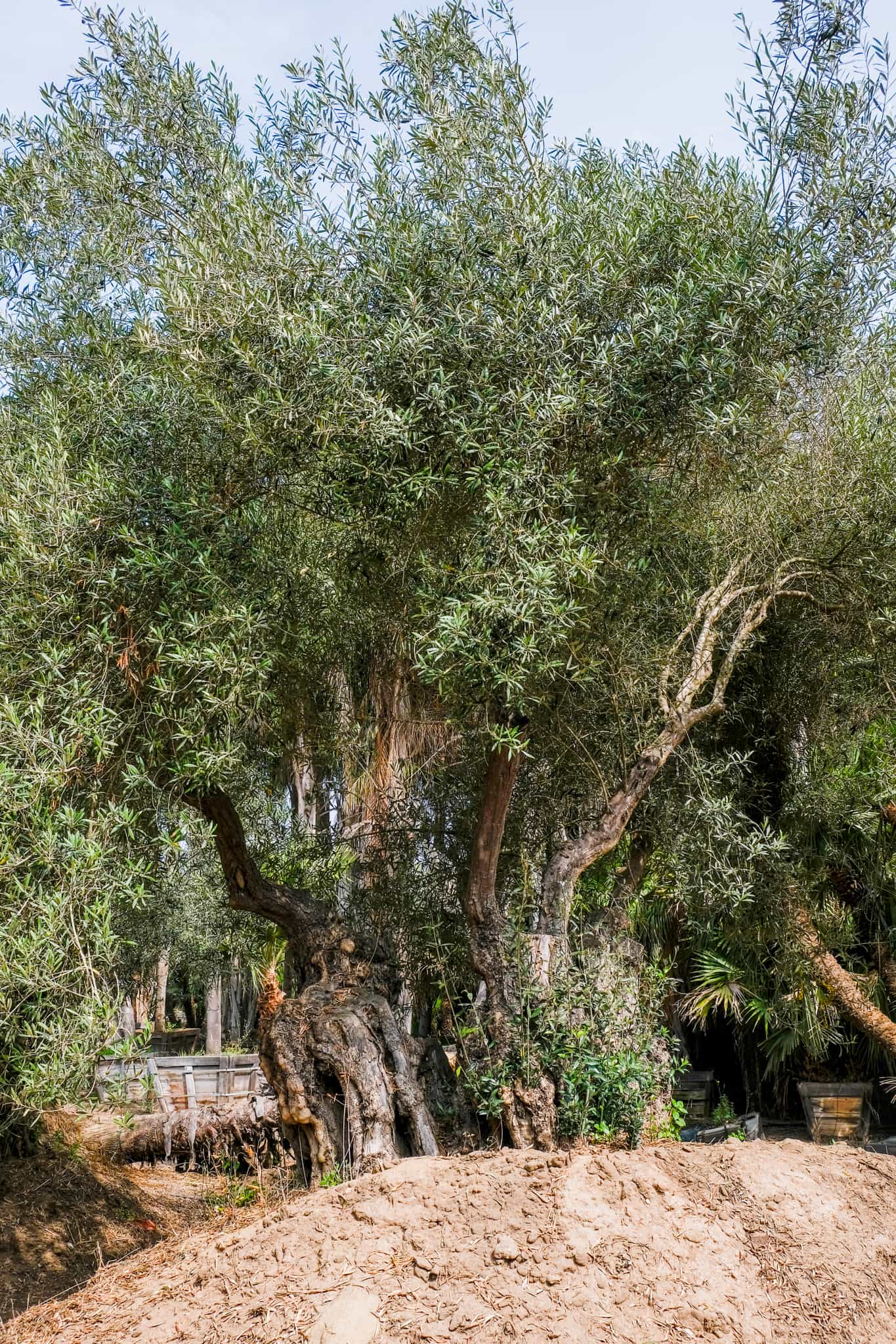 Olea europaea — Olive Tree var. Sevilano — @SeaCrestNursery
