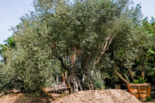Olea europaea — Olive Tree var. Sevilano — @SeaCrestNursery