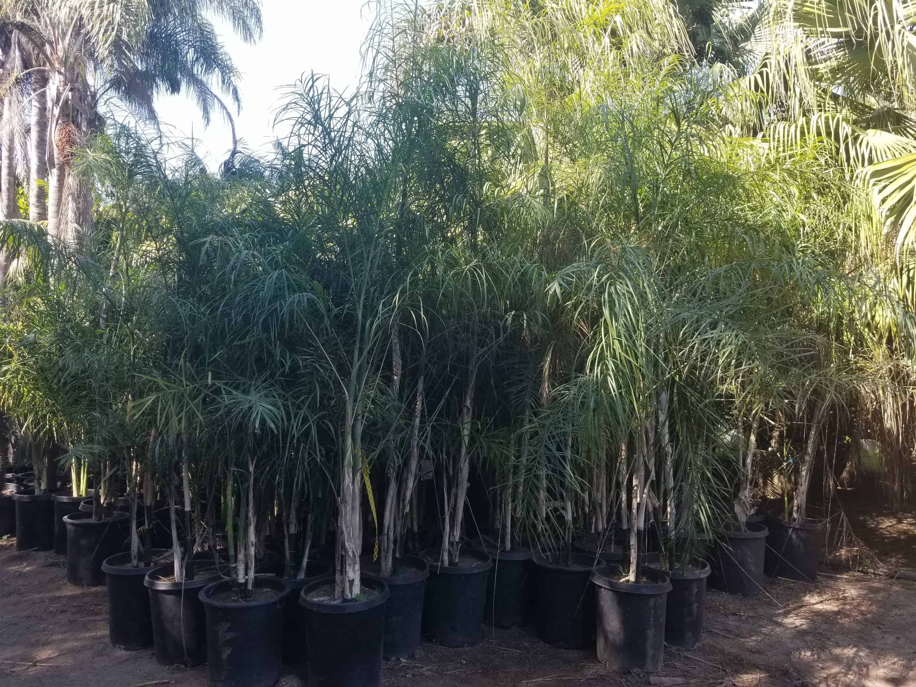 Chamaedorea plumosa — Baby Queen Palm — @ Sea Crest Nursery