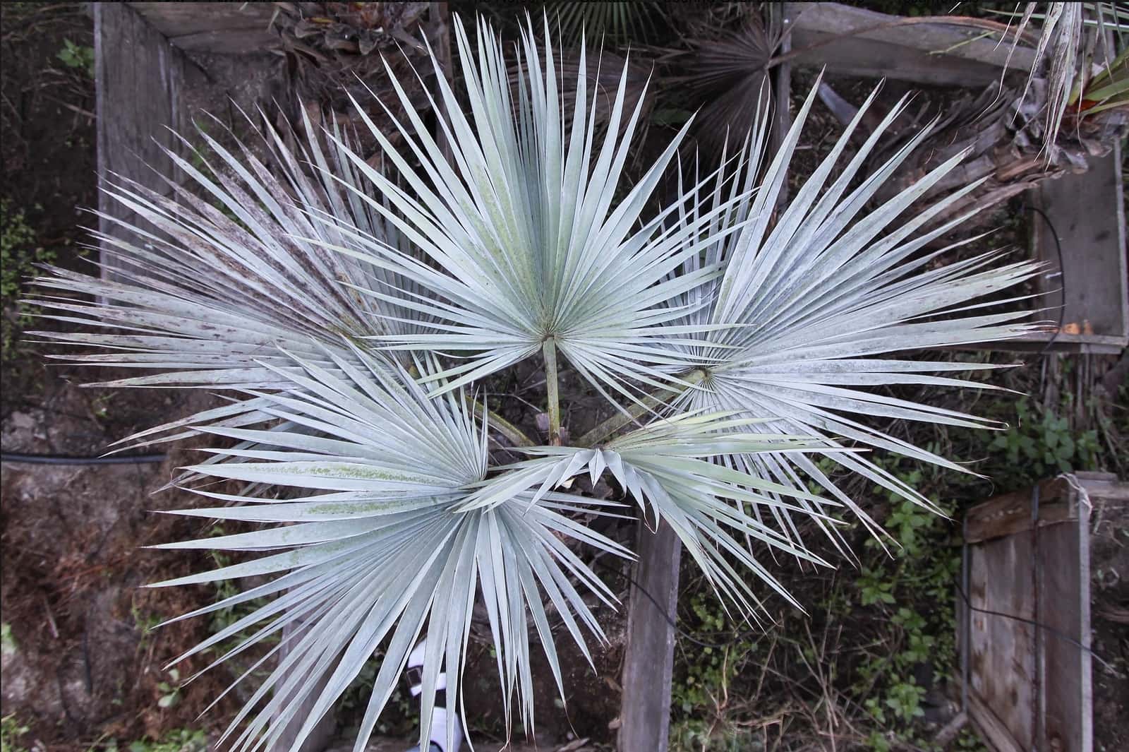 Brahea armata — Mexican Blue Palm — @ Sea Crest Nursery