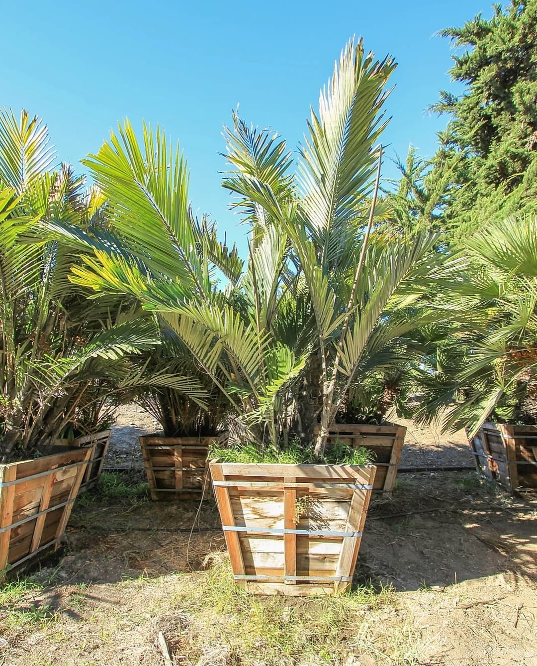Arenga engleri — Formosa Palm — @ Sea Crest Nursery