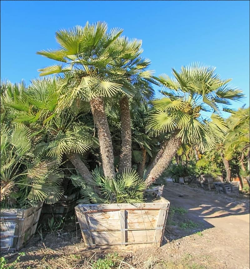 Chamaerops humilis — Mediterranean Fan Palm — @ Sea Crest Nursery