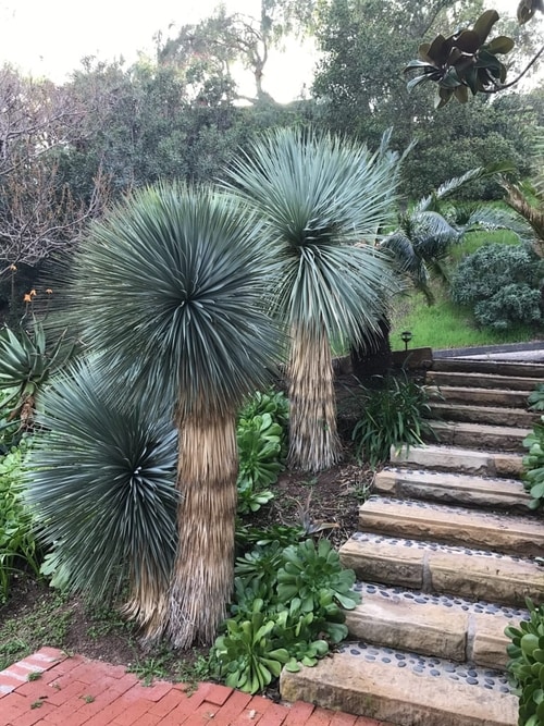 Yucca rostrata — Beaked Yucca — @ Sea Crest Nursery