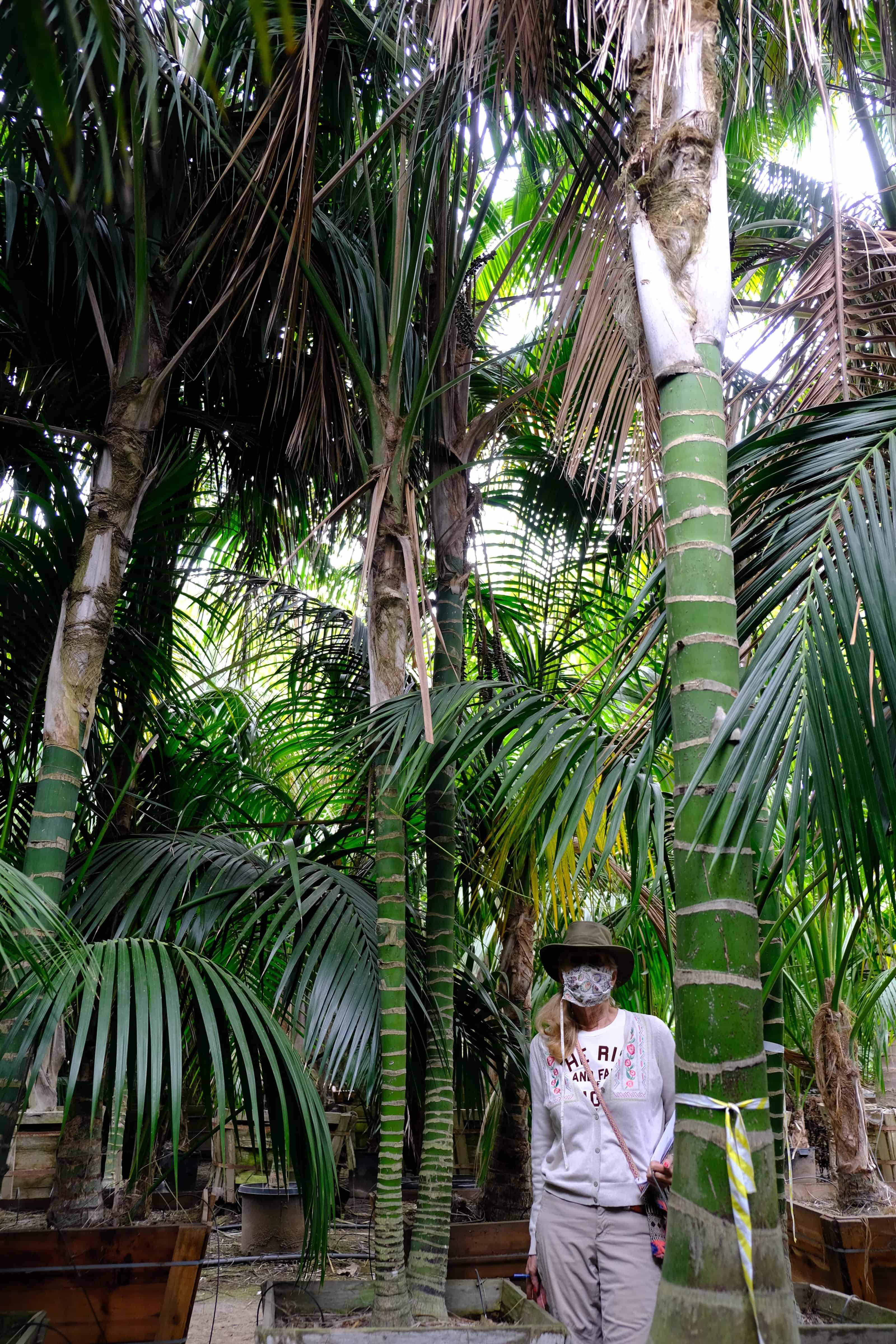 Howea belmoreana — Belmore sentry palm — @ Sea Crest Nursery