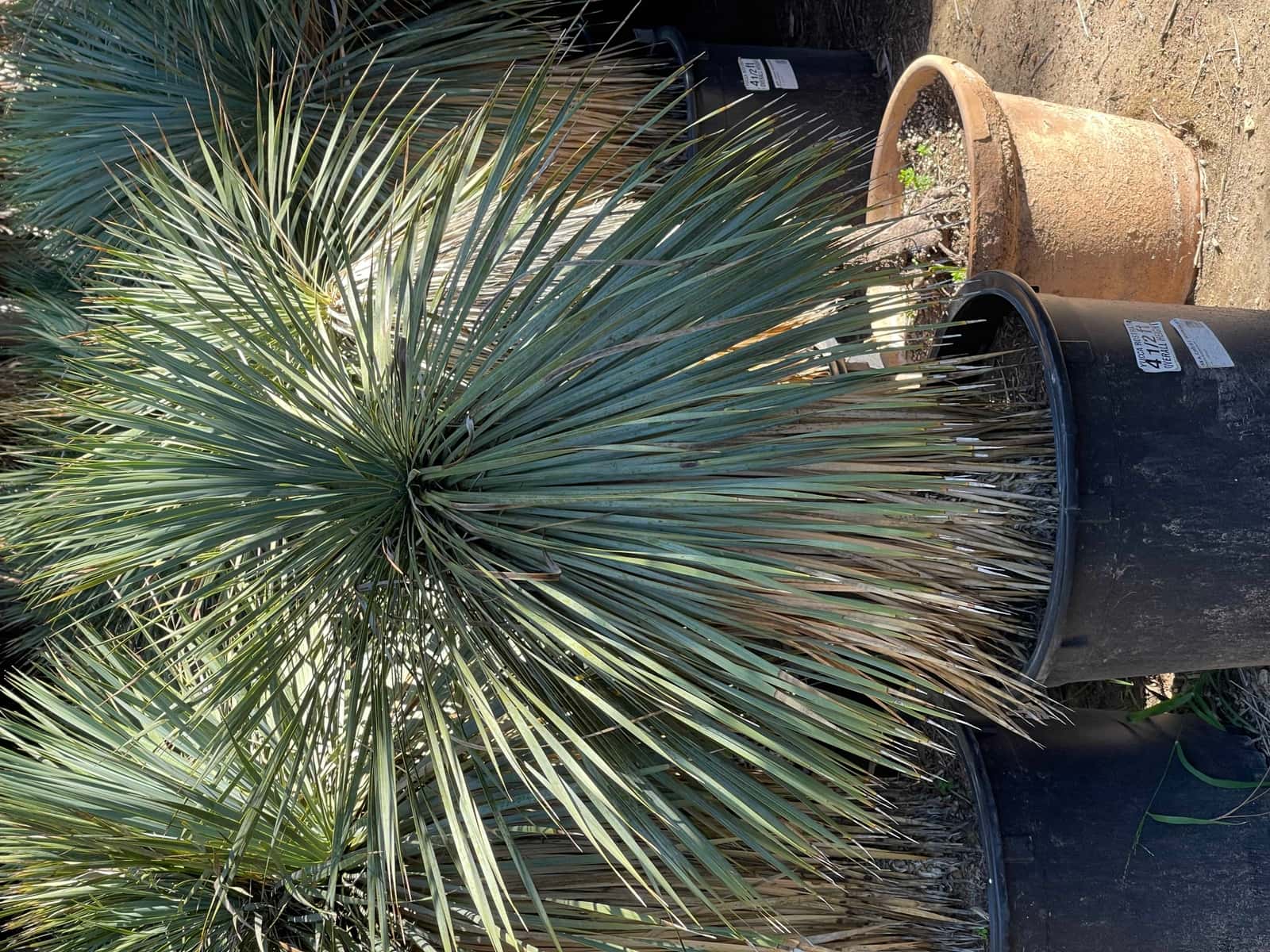 Yucca rostrata — Beaked Yucca — @ Sea Crest Nursery