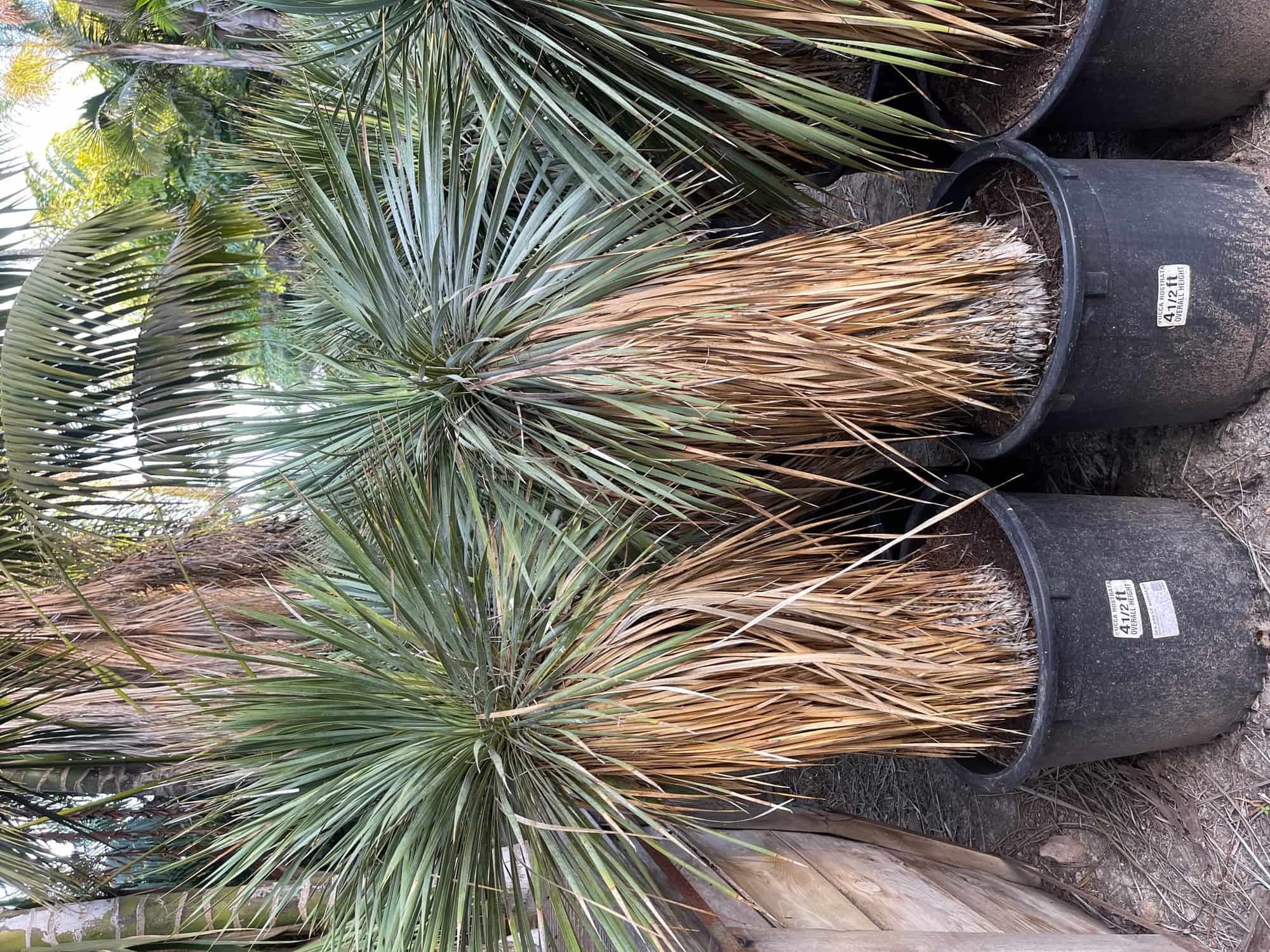 Yucca rostrata — Beaked Yucca — @ Sea Crest Nursery